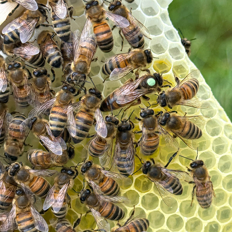 UK Queen Bees, Buckfast Queens For Sale, Queen Bees For Sale UK ...
